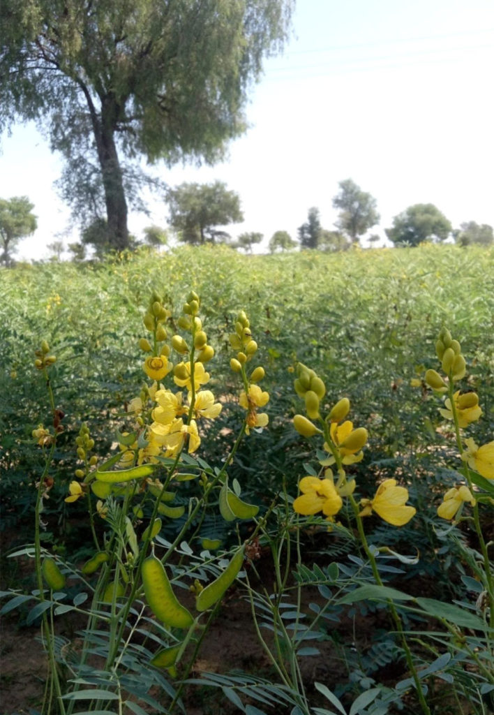 Read to know more about CASSIA ANGUSTIFOLIA and its benefits ...