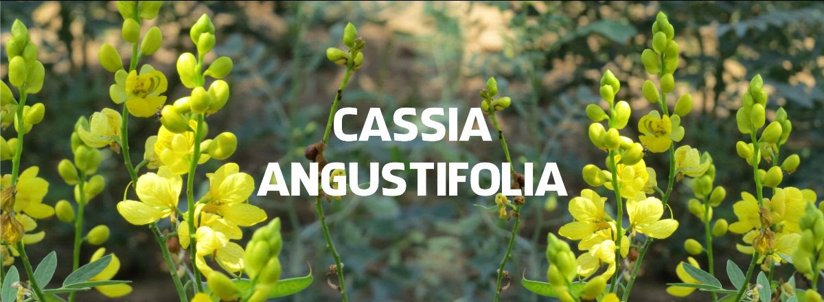 Read to know more about CASSIA ANGUSTIFOLIA and its benefits ...