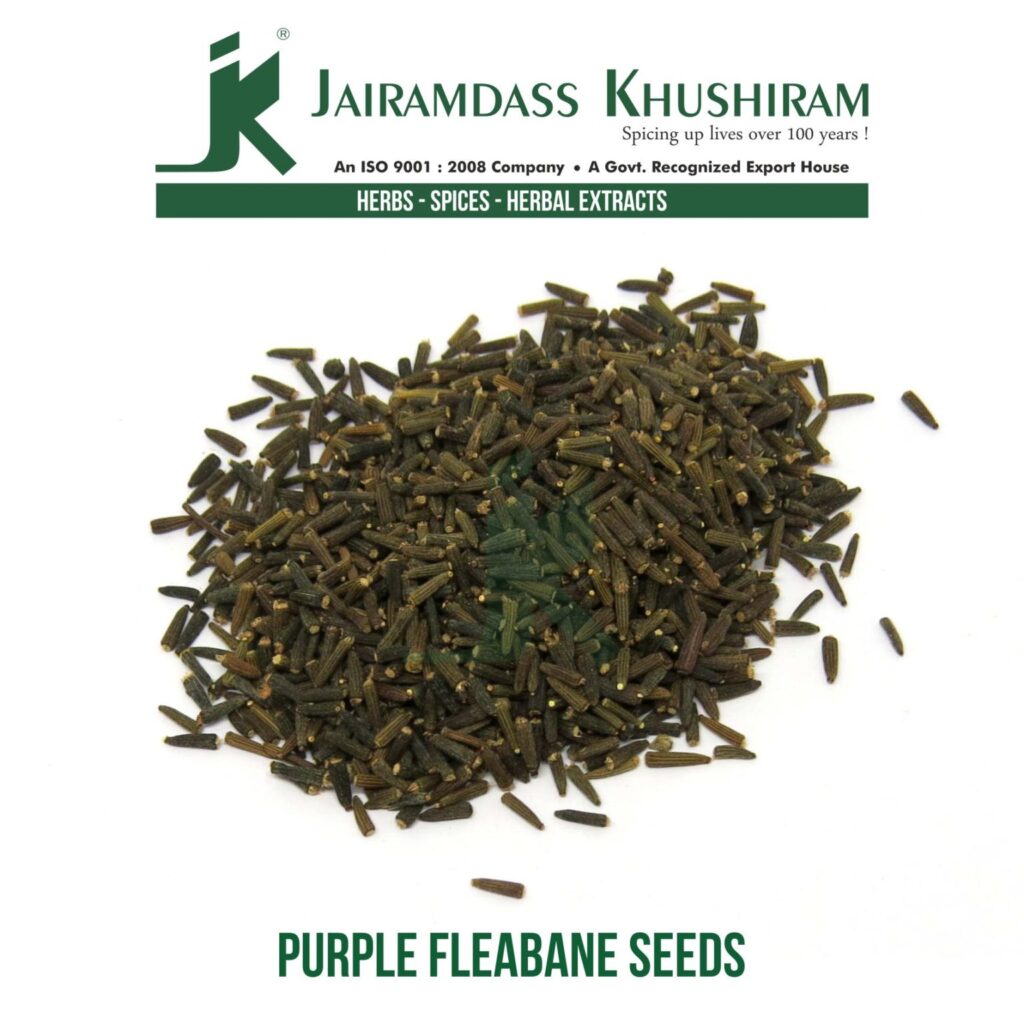 Benefits of purple fleabane seeds aka kalijiri or somaraj – Jairamdass ...