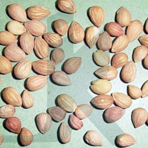 Mahaleb seed and its oil benefits – Jairamdass Khushiram