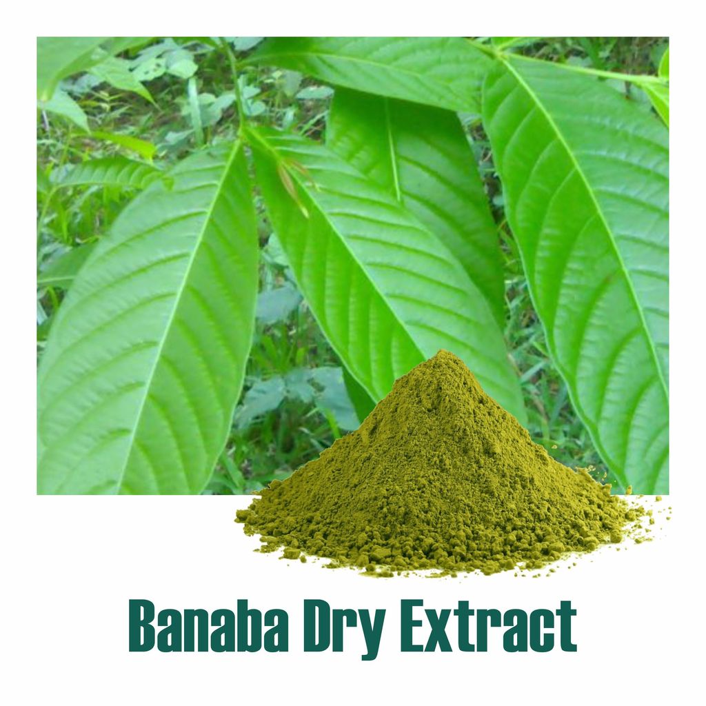 Lagerstroemia Speciosa aka Banaba – Best For Blood Sugar Control And ...