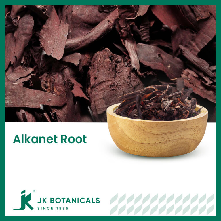 Alkanet Root | Arnebia Nobilis | Ratanjot | Herbs | JK Botanicals