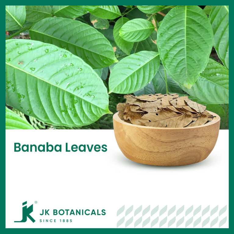 Banaba Leaves | Lagerstroemia Speciosa | Herbs | JK Botanicals