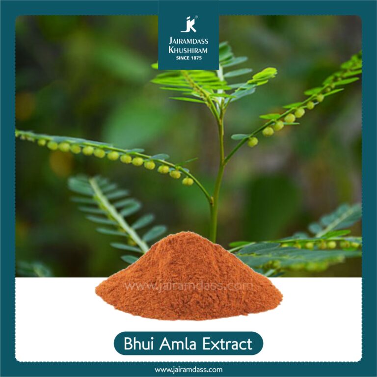 Bhui Amla Extract | Phyllanthus Niruri | Herbal Extracts | JK Botanicals