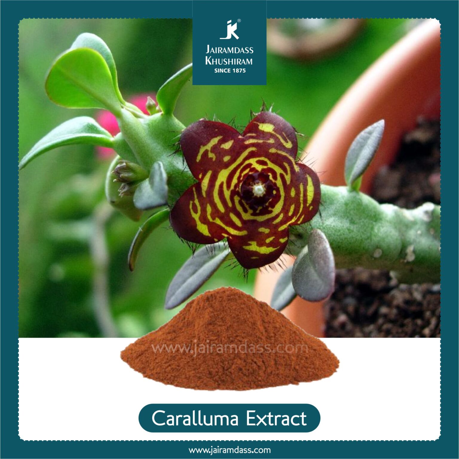 Caralluma Fimbriata | Caralluma Fimbriata | Herbal Extracts | JK Botanicals