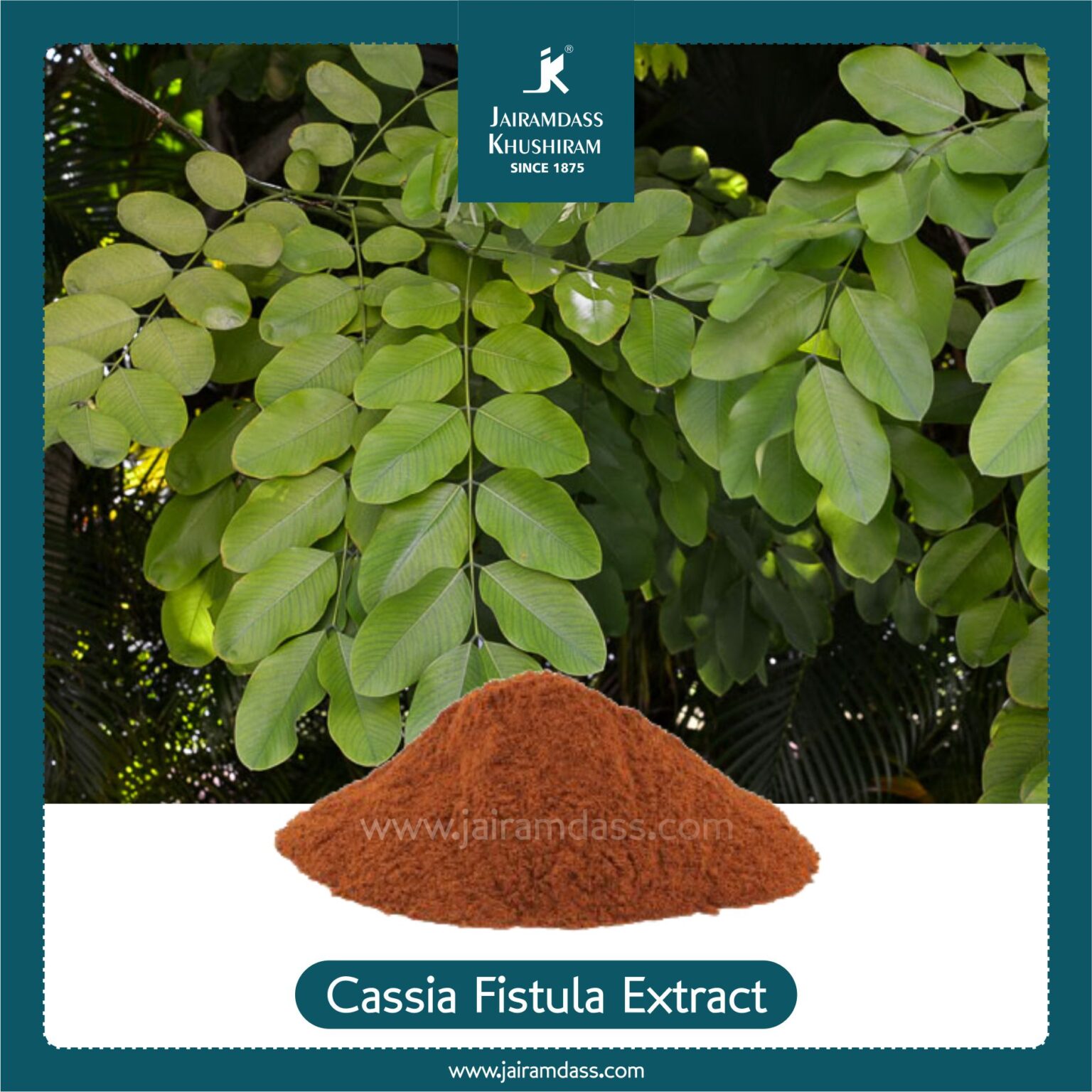 Indian Laburnum Extract | Cassia Fistula | Herbal Extracts | JK Botanicals
