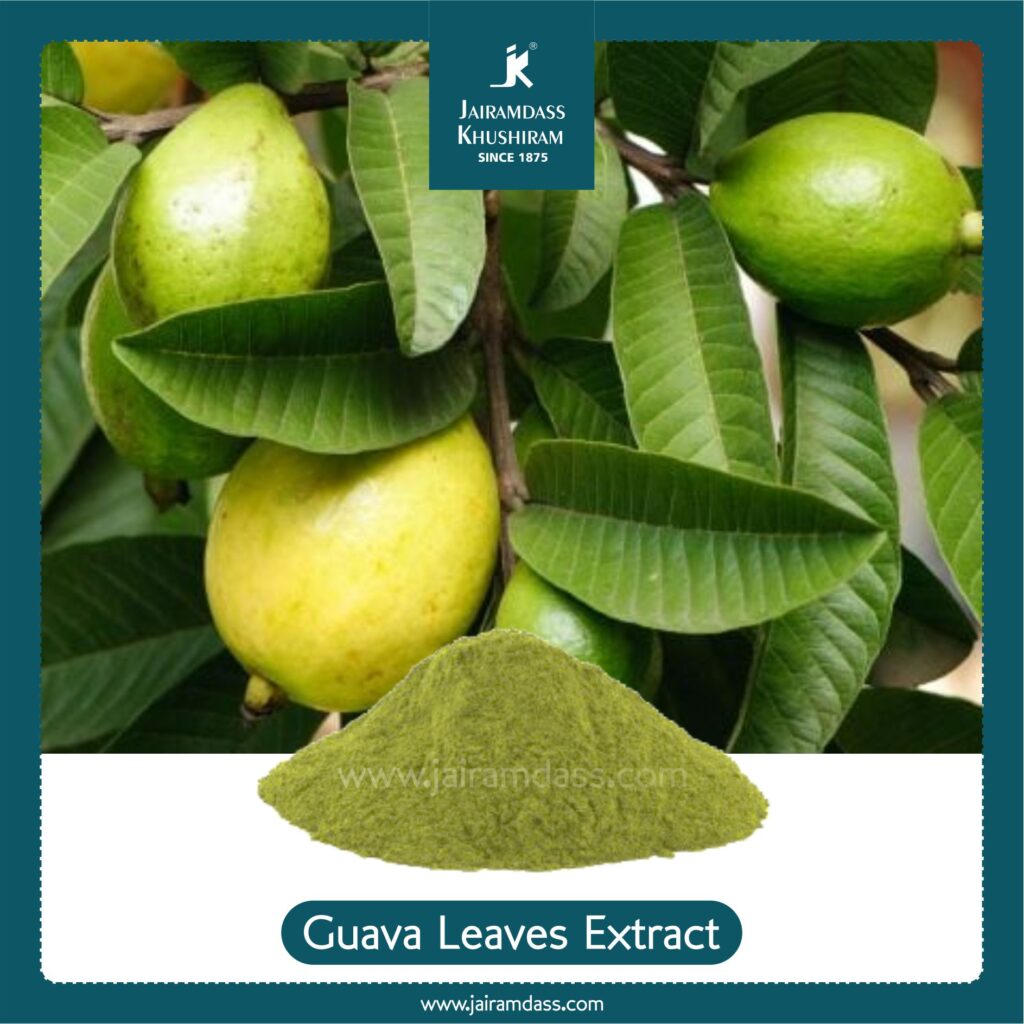 Guava Leaves Extract | Psidium Guajava | Herbal Extracts | JK Botanicals