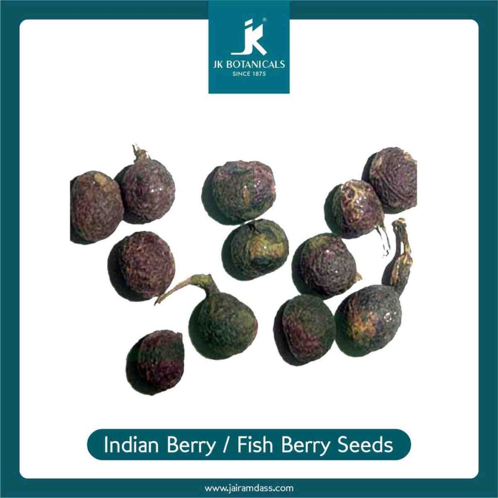 Indian Berry / Fish Berry Seeds | Cocculus Suberosus | Herbs ...