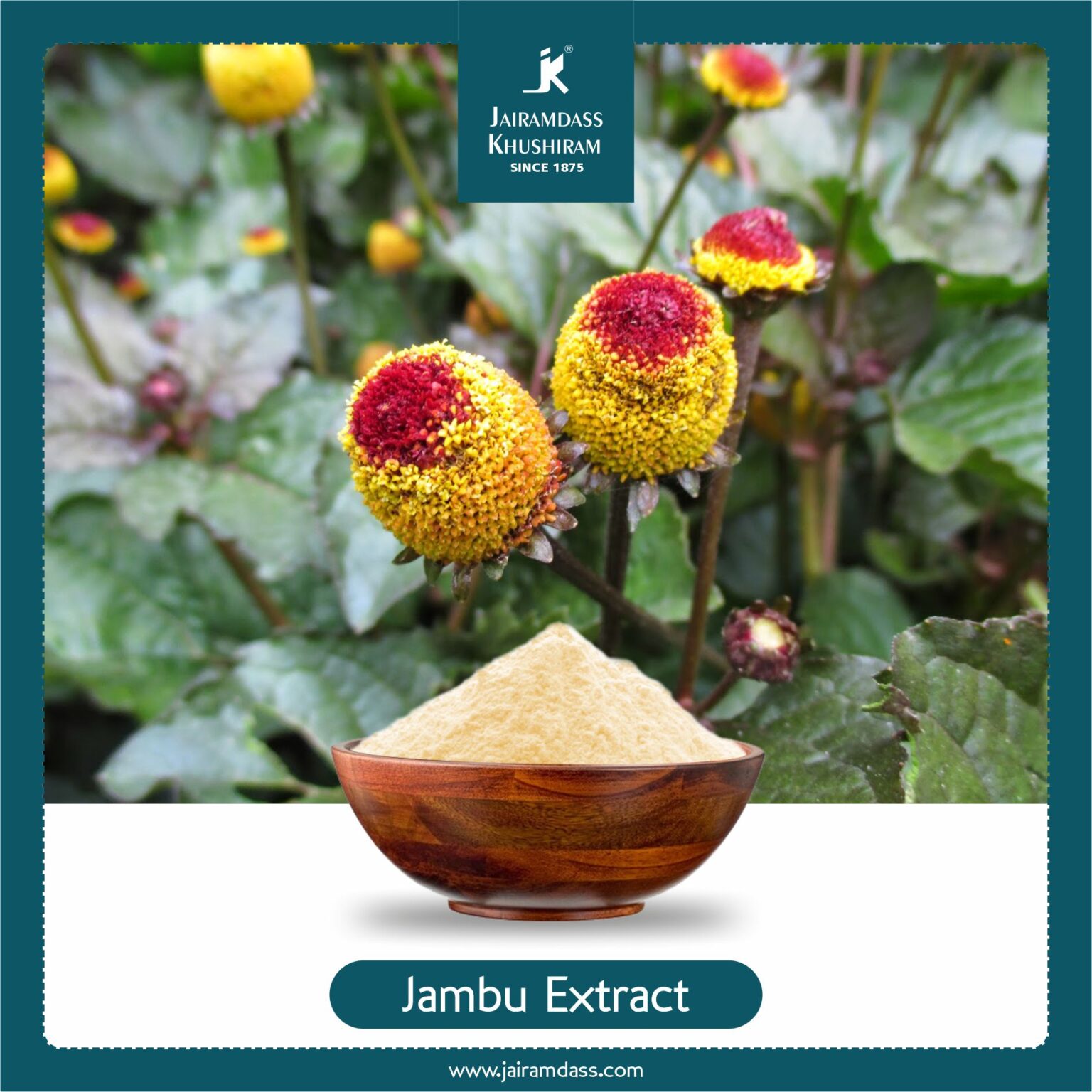 Manufacturer of Acmella Oleracea Dry Extract | Jambu Extract