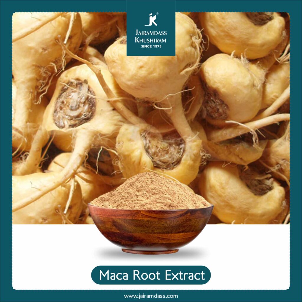Manufacturer of Maca Root Extract | Lepidium meyenii Extract