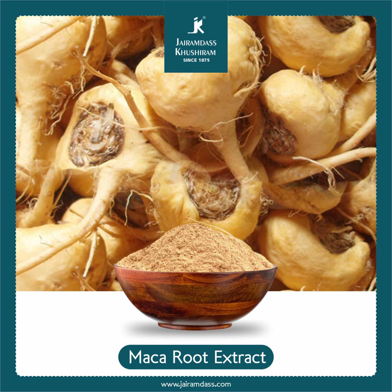 Manufacturer of Maca Root Extract | Lepidium meyenii Extract