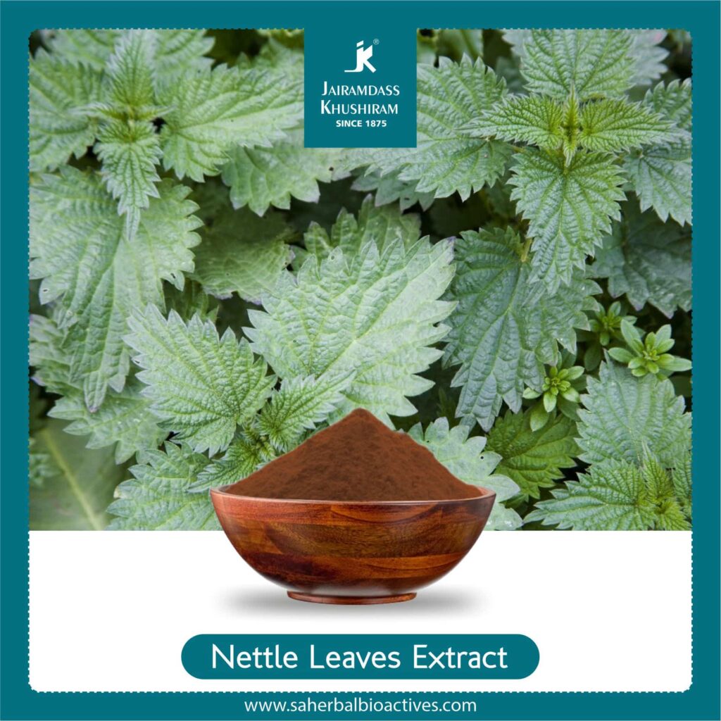 nettle leaf extract benefits | JK Botanicals