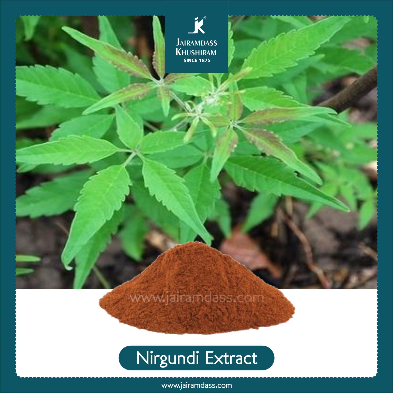 Vitex negundo Extract | JK Botanicals