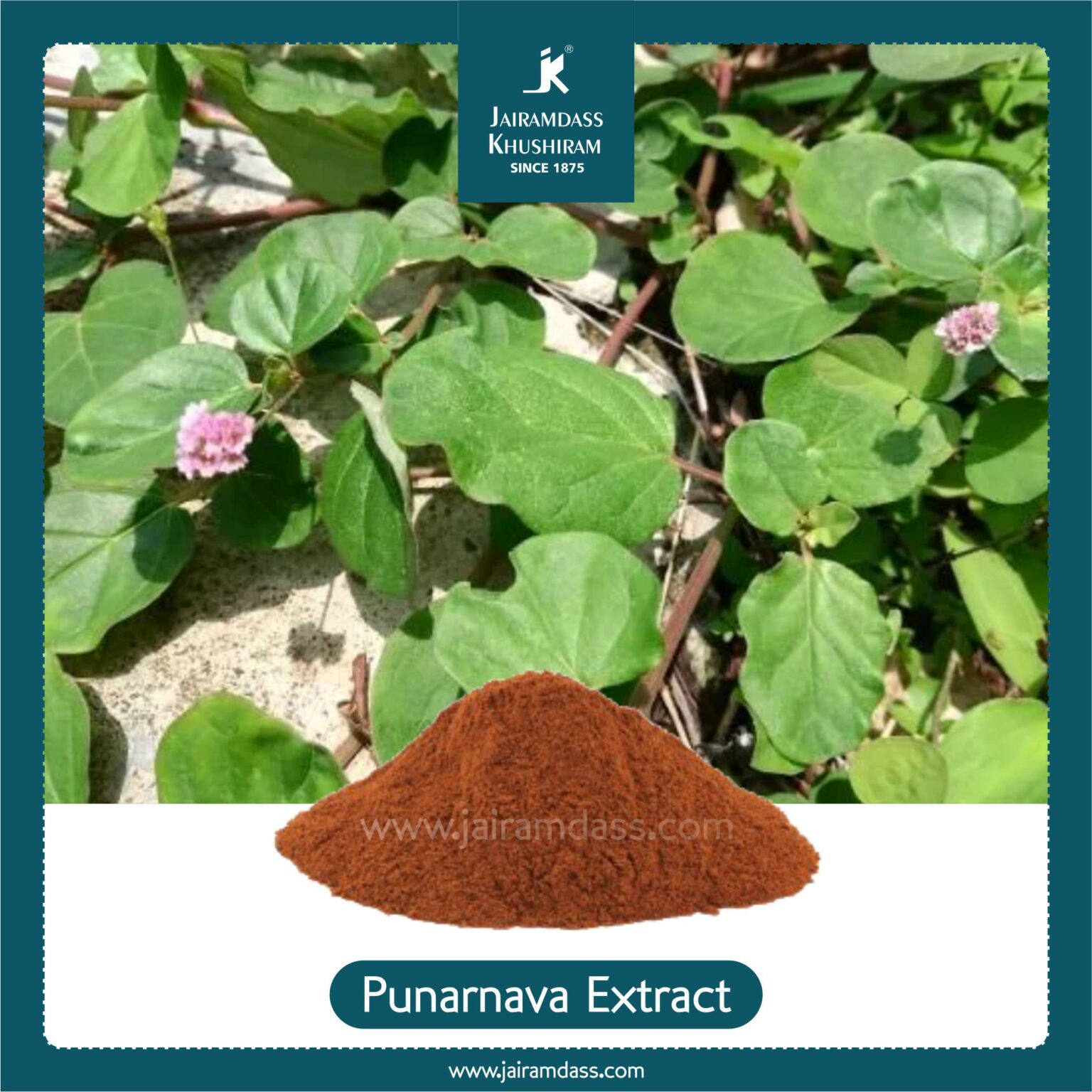 Punarnava Extract | Boerhavia Diffusa | Herbal Extracts | JK Botanicals