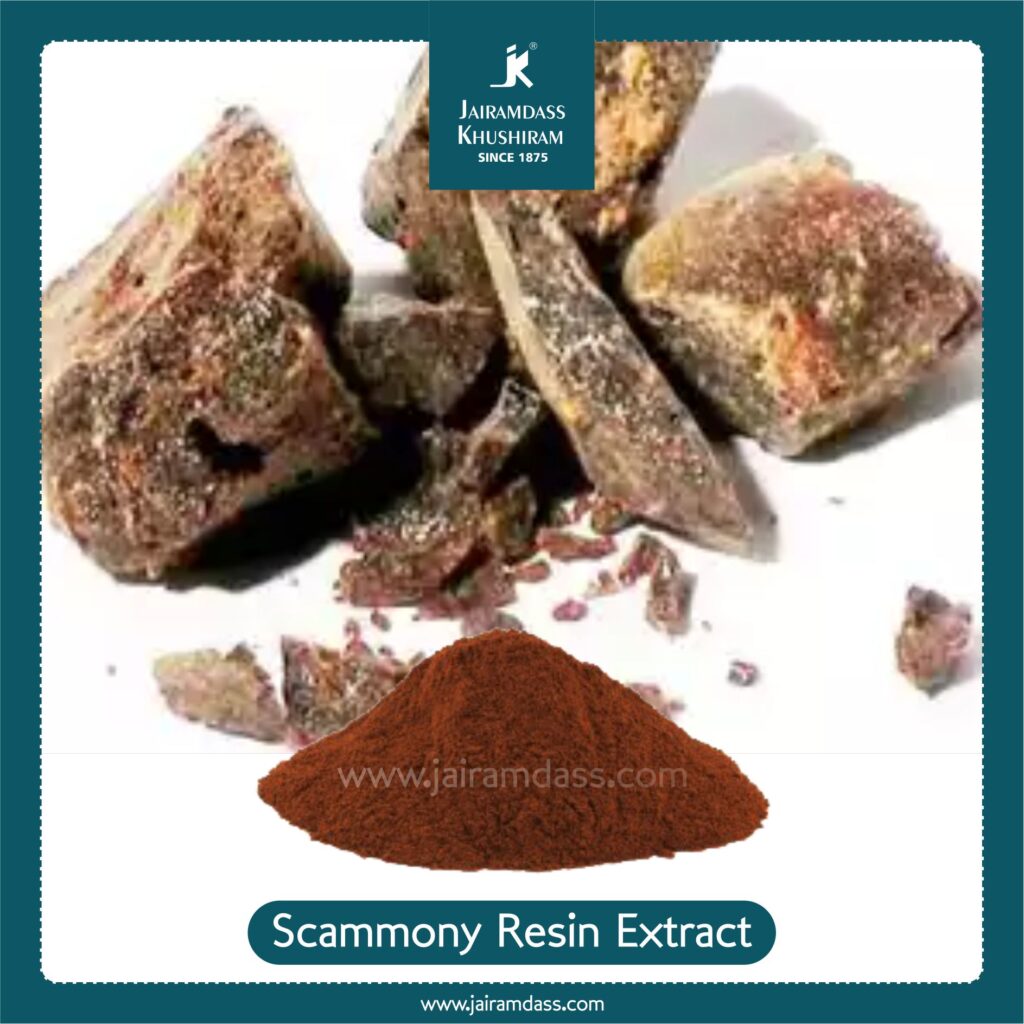 Manufacturer of Scammony Resin Extract | Convolvulus Scammonia