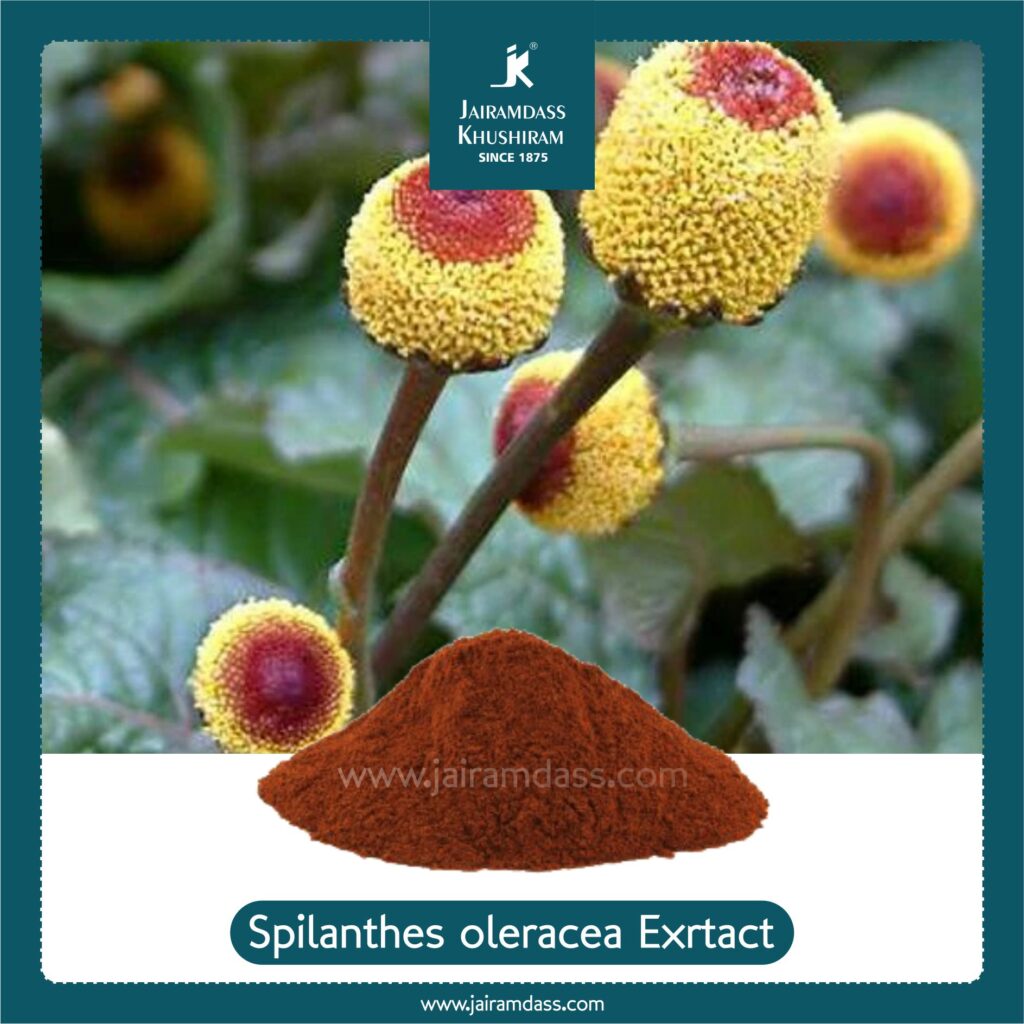 Paracress Extract | Spilanthes Oleracea | Spilanthol | Herbal Extracts ...