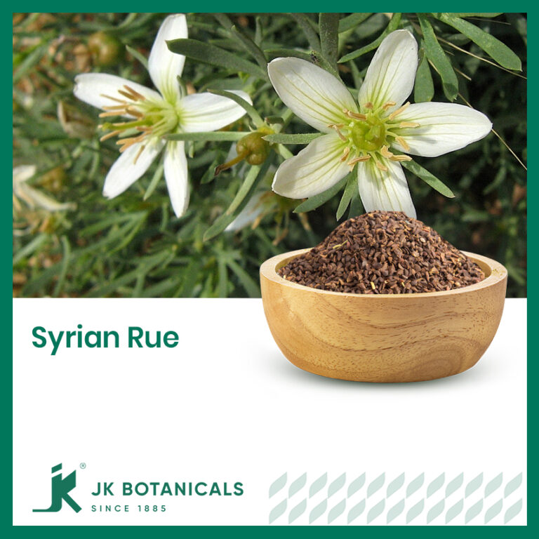 Syrian Rue | Peganum Harmala Linn | Herbs | JK Botanicals