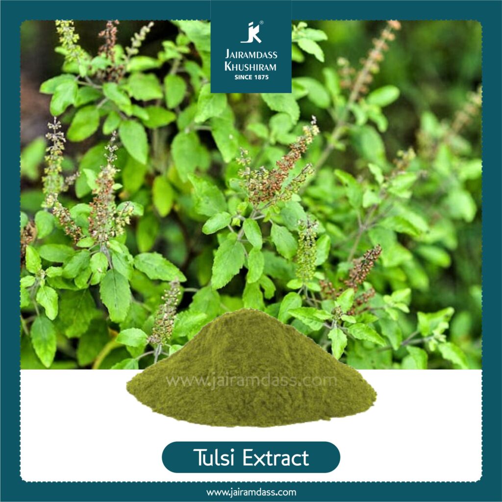 Manufacturer of Holy Basil Extract | Ocimum Sanctum Extracts