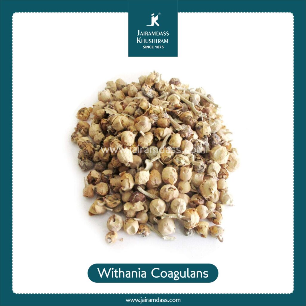 Indian Rennet Seeds | Withania Coagulans | Paneer Dodi | Herbs ...