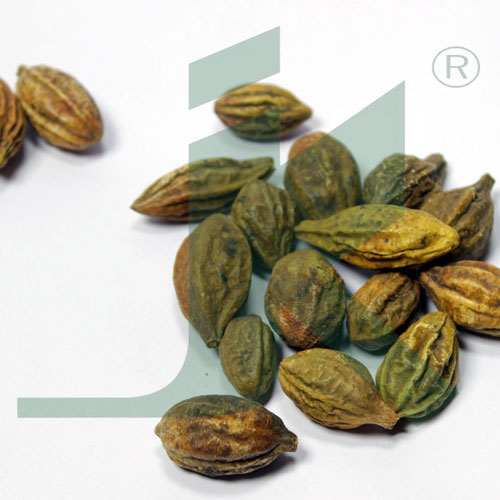 Chebulic Myrobalan Yellow Fruit | Terminalia Chebula | Herbs ...