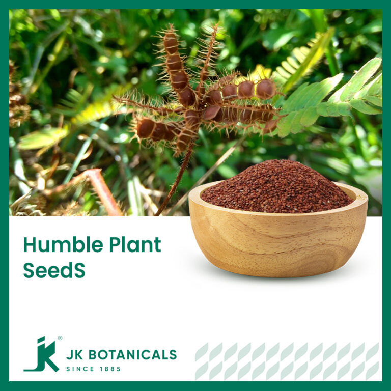 Humble Plant Seed | Mimosa Pudica | Herbs | JK Botanicals