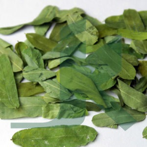 Jequirity Leaves | Abrus Precatorius | Herbs | Jairamdass Khushiram