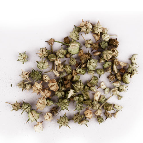 Small Caltrops | Tribulus Terrestris | Tribulus | Herbs | Jairamdass ...
